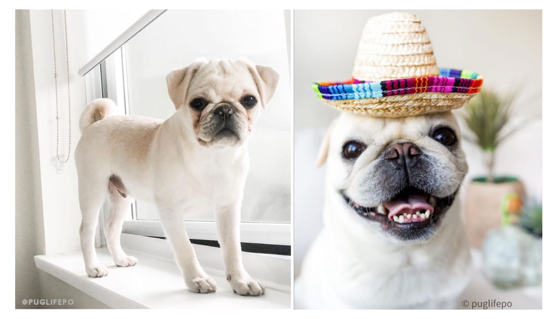 White Pugs: Learn Why They Are Rare