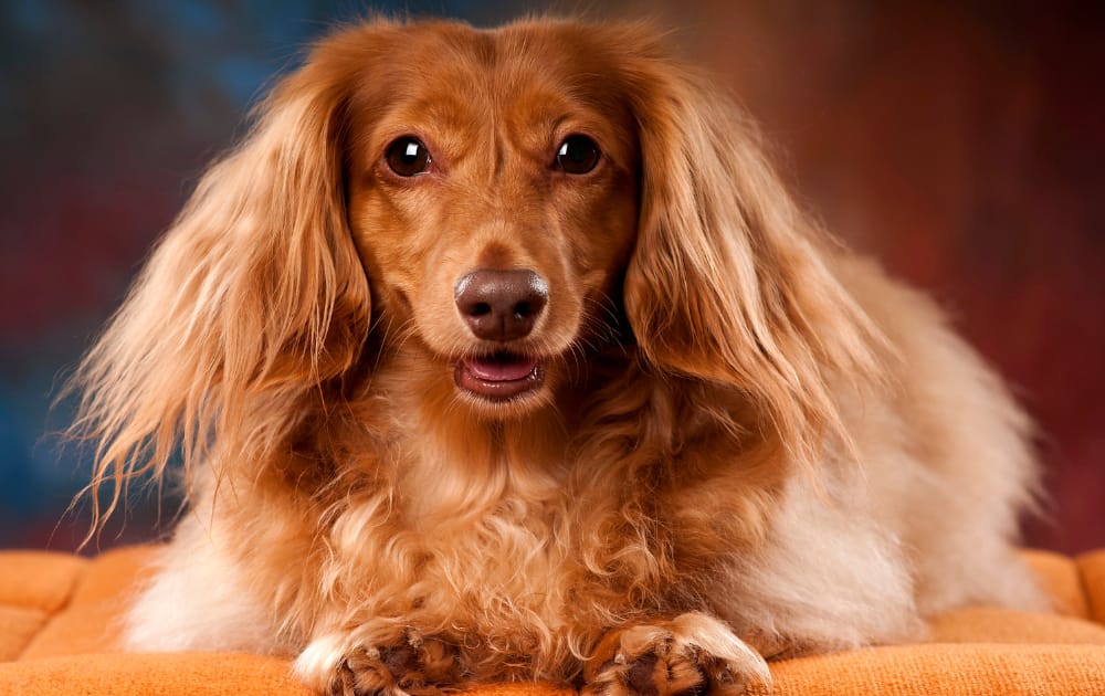 Meet the Adorable Long-Haired Dachshund - Rocky Kanaka