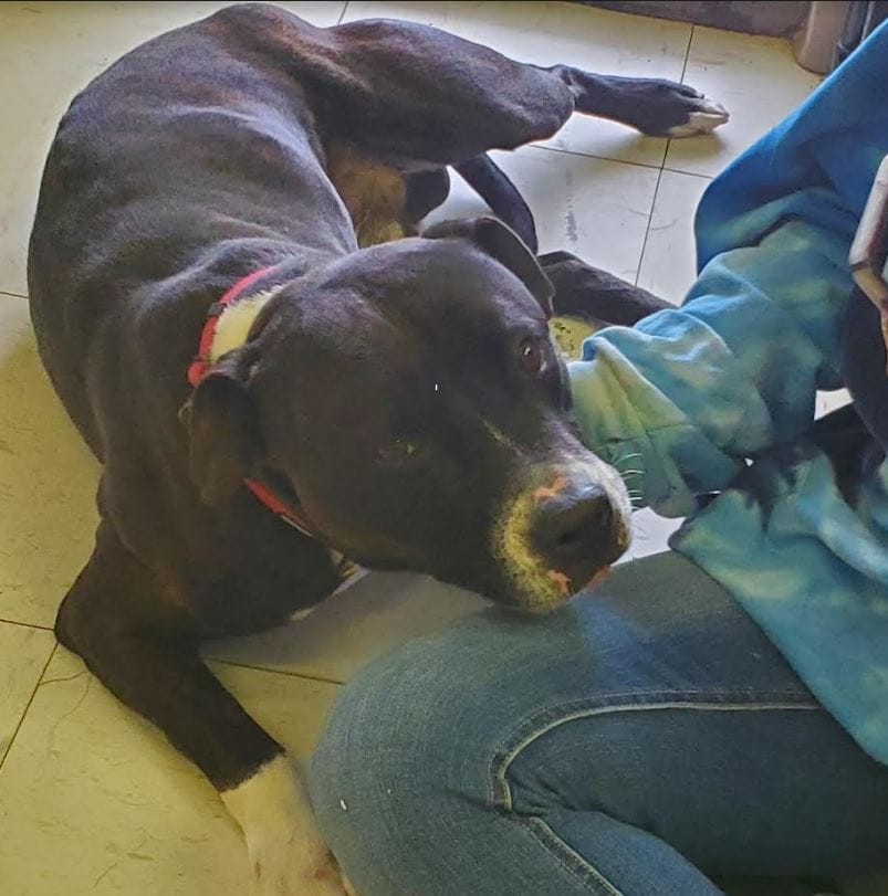 DEXTER - Rocky Kanaka