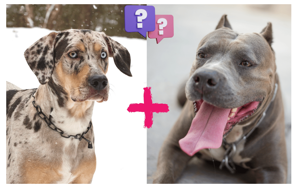 Have You Ever Heard of a Catahoula Leopard Dog x Pitbull Mix? - Rocky ...