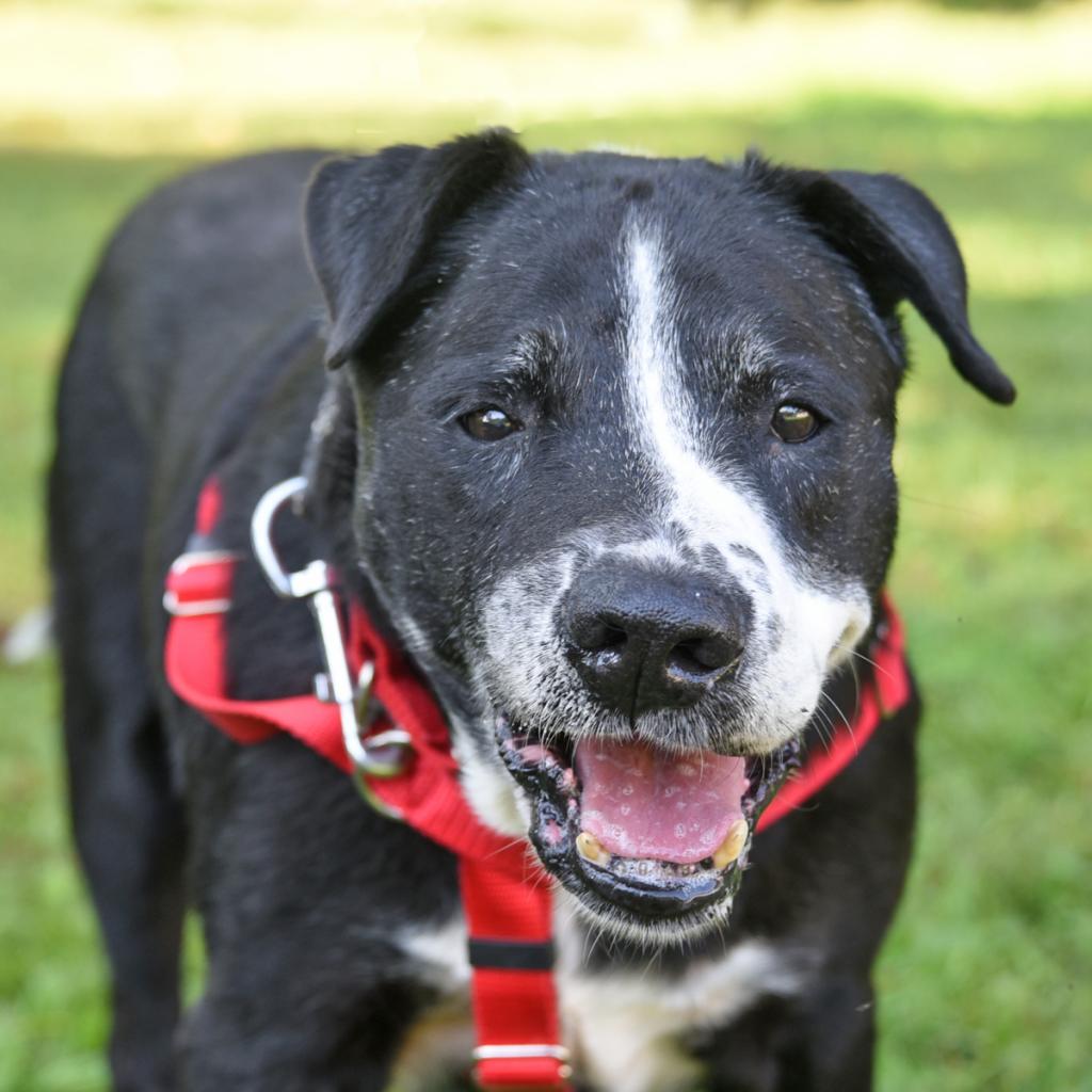 big junior - Rocky Kanaka