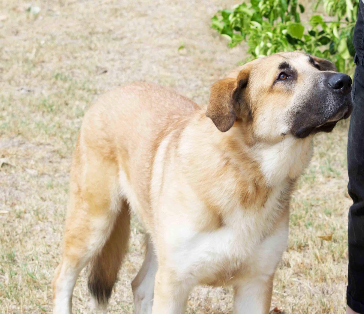 Chester - Rocky Kanaka