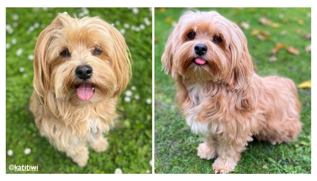 The Havapoo Is More Than Just a Poo-dle, This Hybrid Is EXPLODING With ...