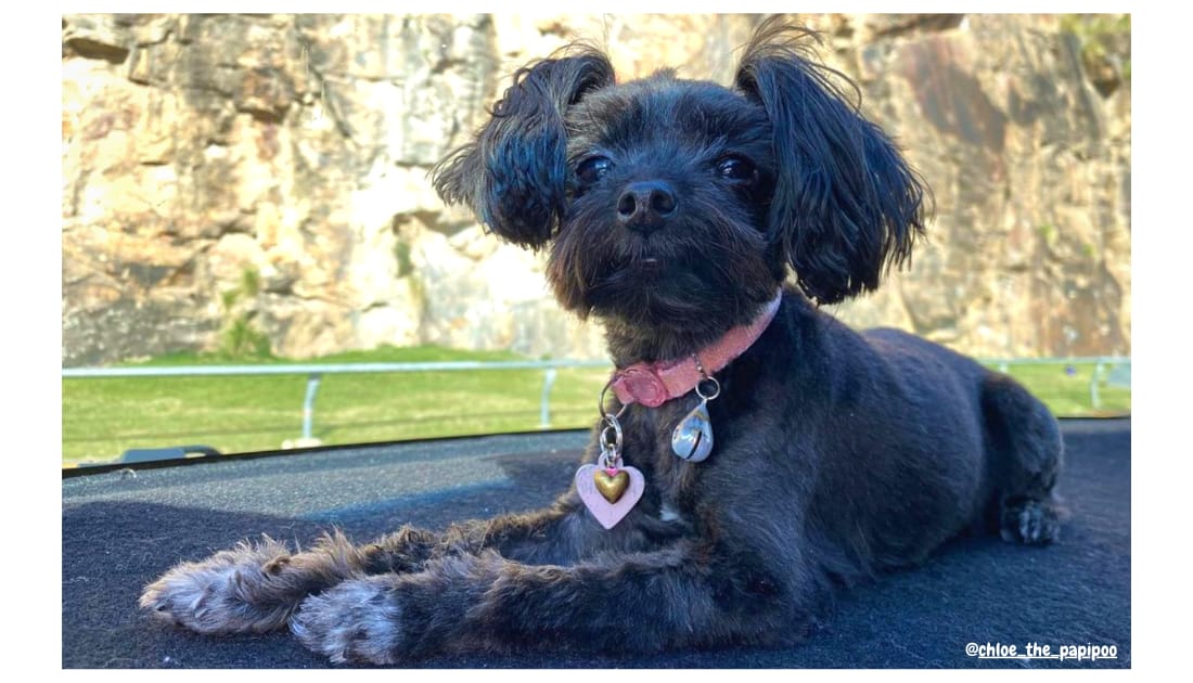 The Papipoo Phenomenon: Discover the Irresistible Charm of the Papillon ...