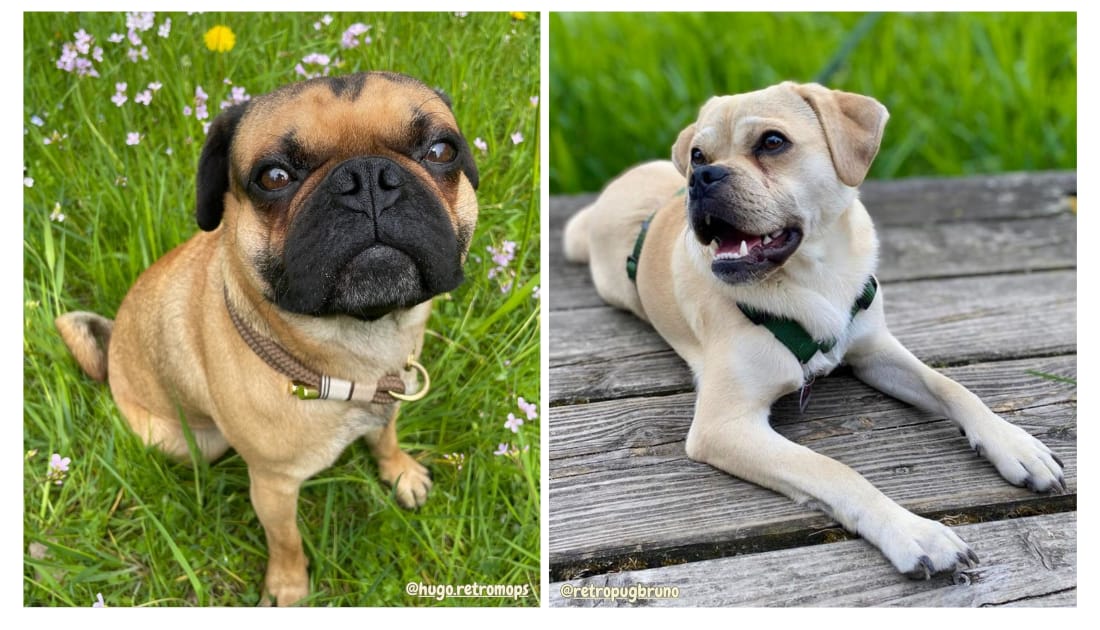 Pugs Are Getting a Major Upgrade—Could the Retro Pug Be the Future of ...