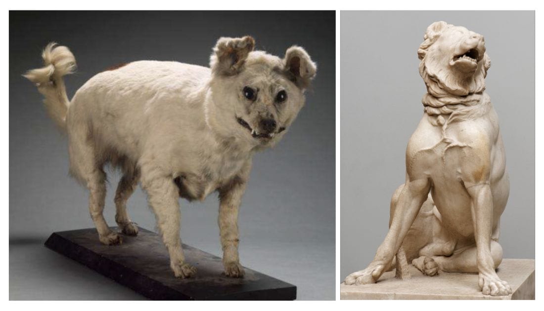 5 Extinct Dog Breeds That Deserve to Be Remembered - Rocky Kanaka