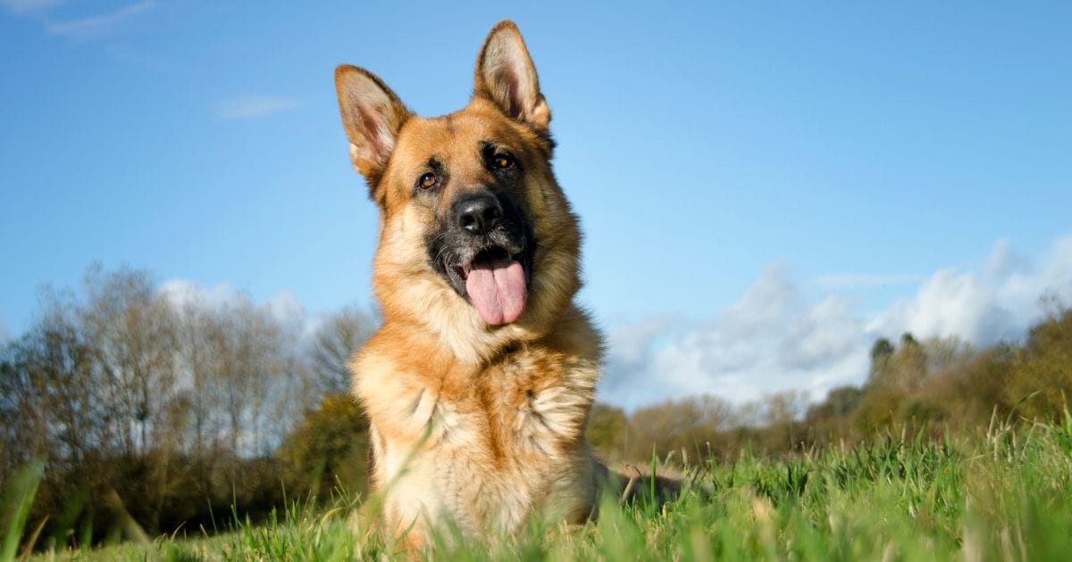 150+ Epic German Shepherd Names - Find The Perfect Moniker For Your GSD ...