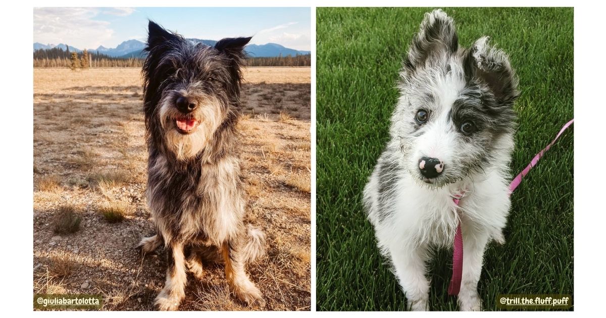 Fluffy, Scruffy & Tough as Nails: Meet the One-of-a-Kind Idaho Shag Dog ...