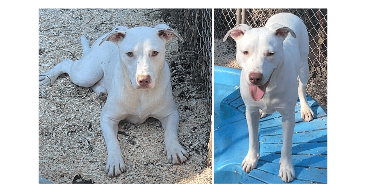 Smiley - Rocky Kanaka