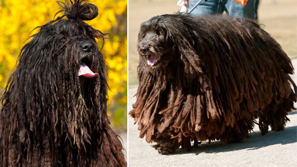 Is It a Mop? Is It a Dog? Meet Italy's Shockingly Shaggy Sheepdog, the ...