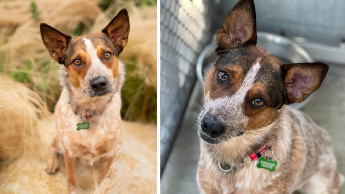 Why Has This Perfectly-Trained Cattle Dog Waited 545 Days for a Home ...