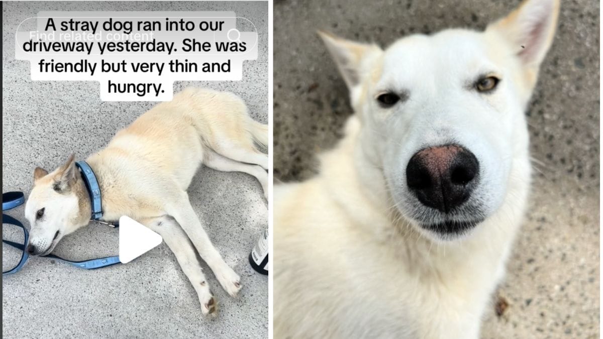 Ranchers Fall in Love With 'Feral' Carolina Dingo Dog Who Wandered onto ...