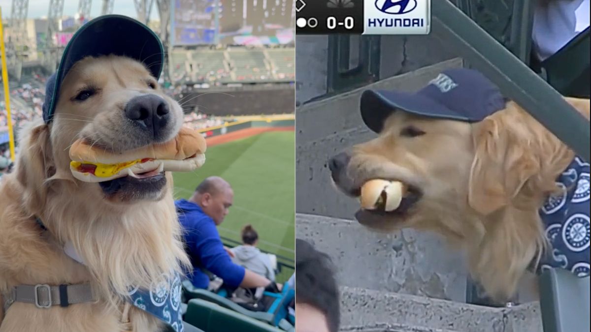 Hungry Golden Retriever Steals the Show By Chowing Down on Hot Dog ...
