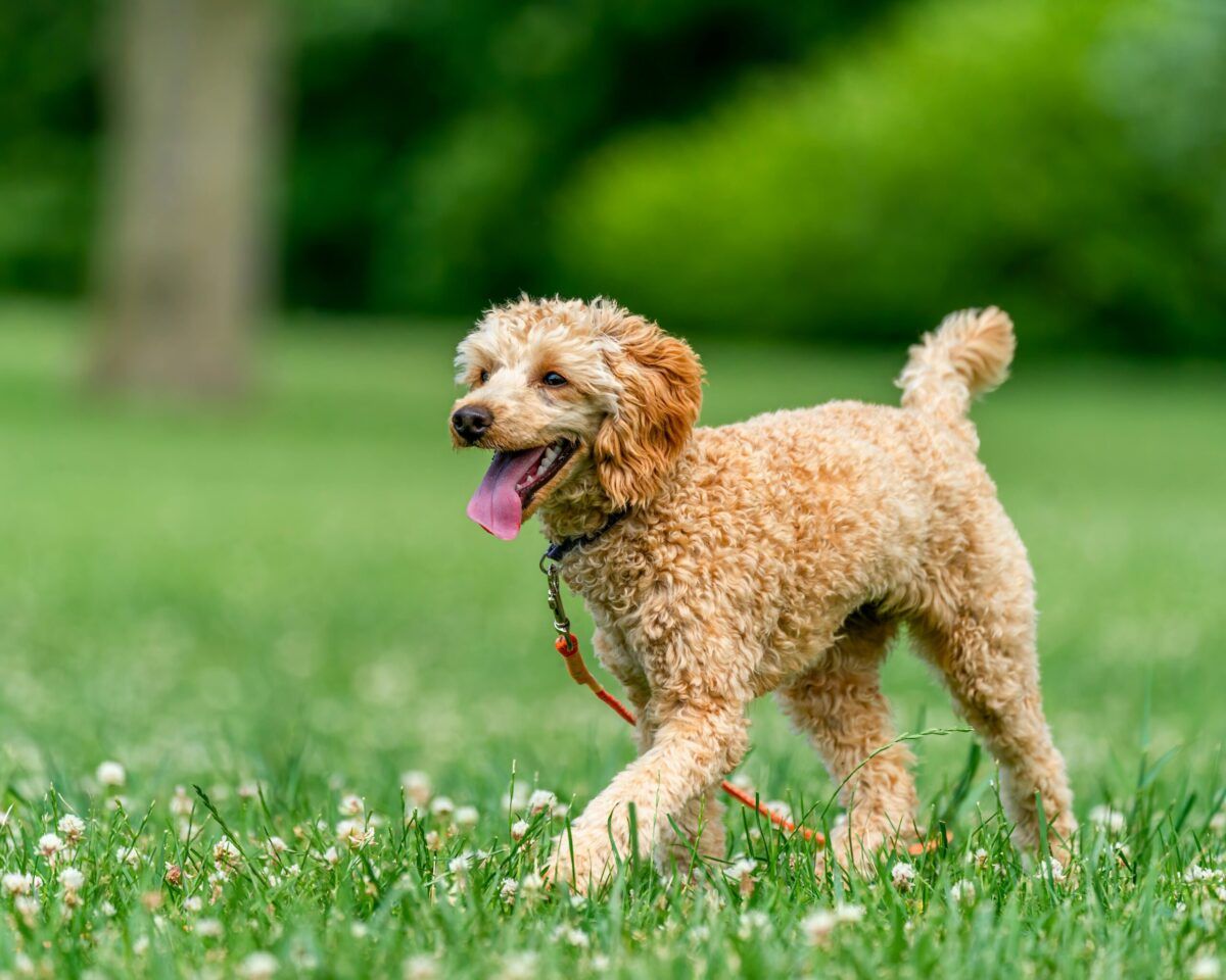 How Long Do Poodles Live? Everything You Should Know About the Poodle’s ...