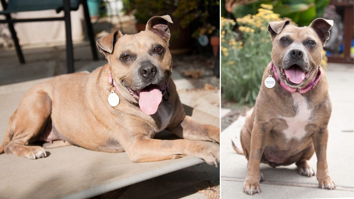 After Surviving Surrender & Severe Skin Infections, Sweet Senior Boo is ...