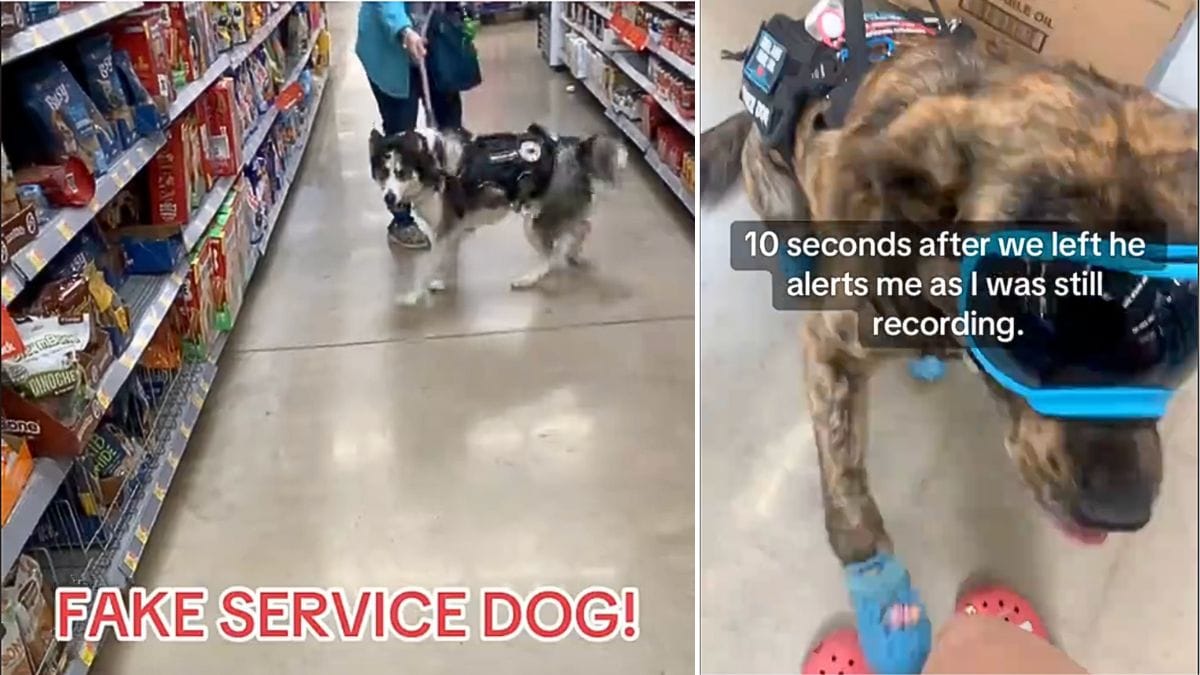Why Viral ‘Fake Service Dog’ Videos Might Be Misleading—Here’s the ...