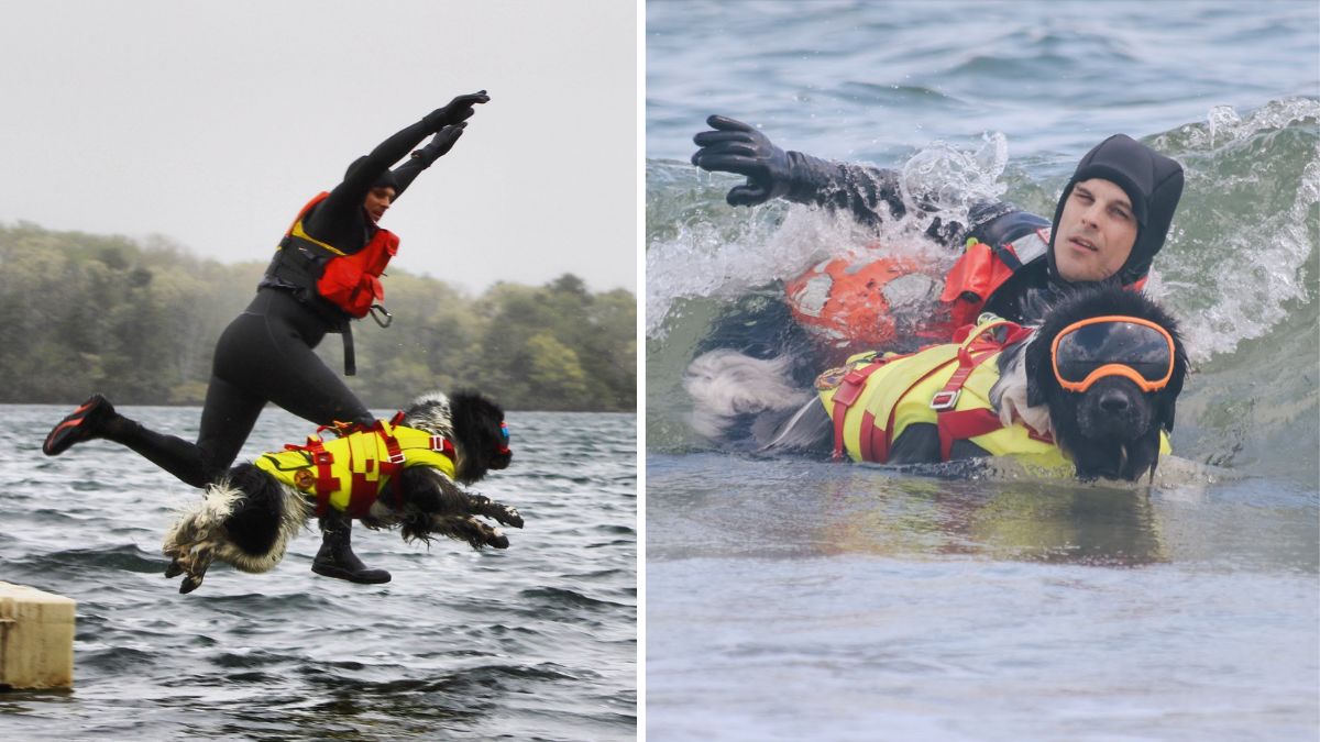 This Big Brave Dog Breed May Be the Answer to America's Lifeguard ...