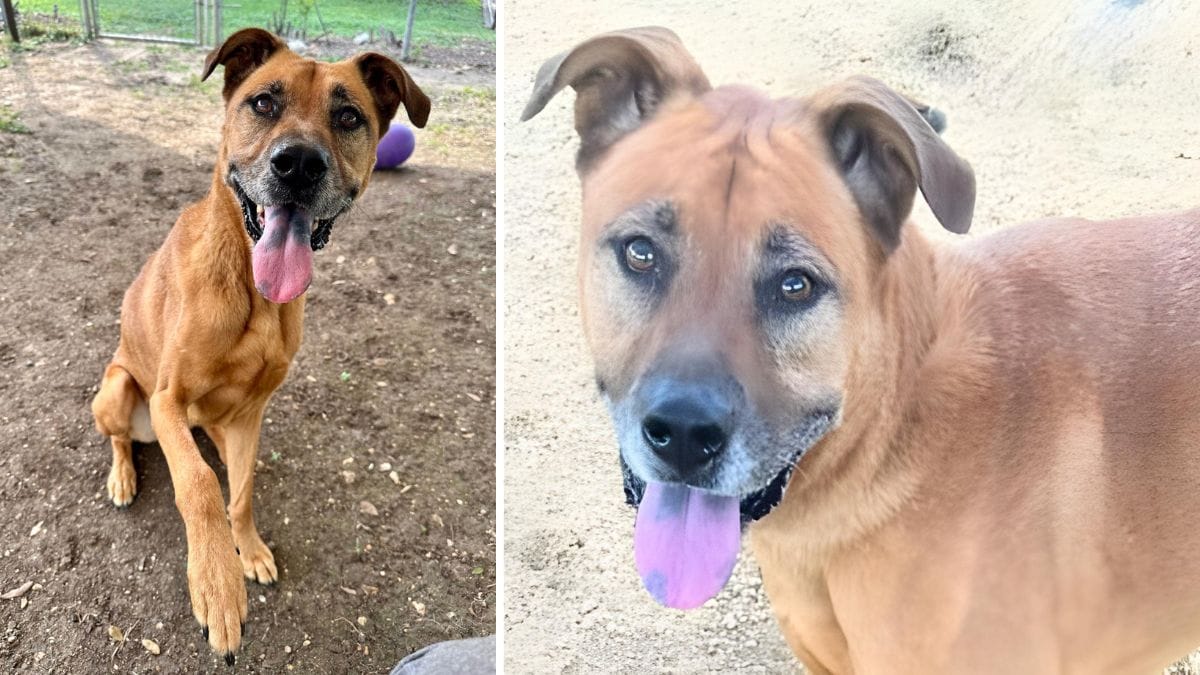 Ruby up for Adoption - Rocky Kanaka