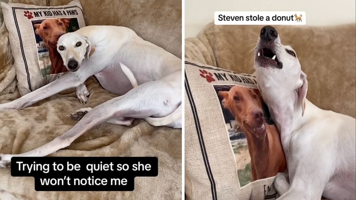 Meet 5 Lurcher Dogs, Learn About Their History & Watch a Vid Where a ...