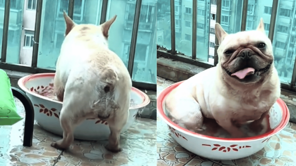 French Bulldog’s Genius Heatwave Hack Has TikTok in Stitches - Rocky Kanaka