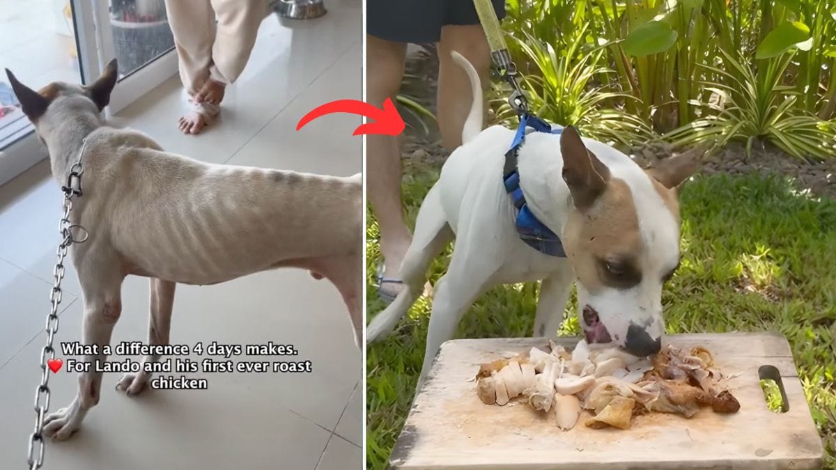 Watch as Emaciated Dog Tries Roast Chicken for the 1st Time - Rocky Kanaka