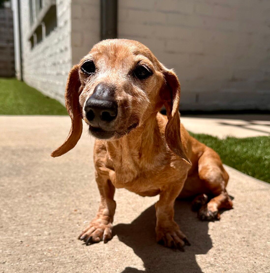 Senior Dog Goldy Locks up for Adoption - Rocky Kanaka