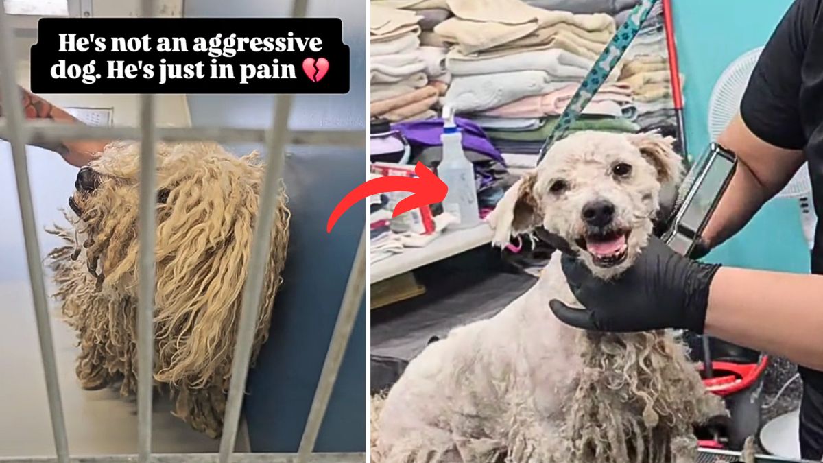 This Poodle Was In So Much Pain From Severely Matted Fur He Wouldn’t ...
