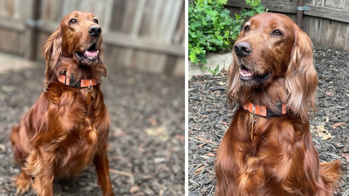 Punkin up for Adoption - Rocky Kanaka
