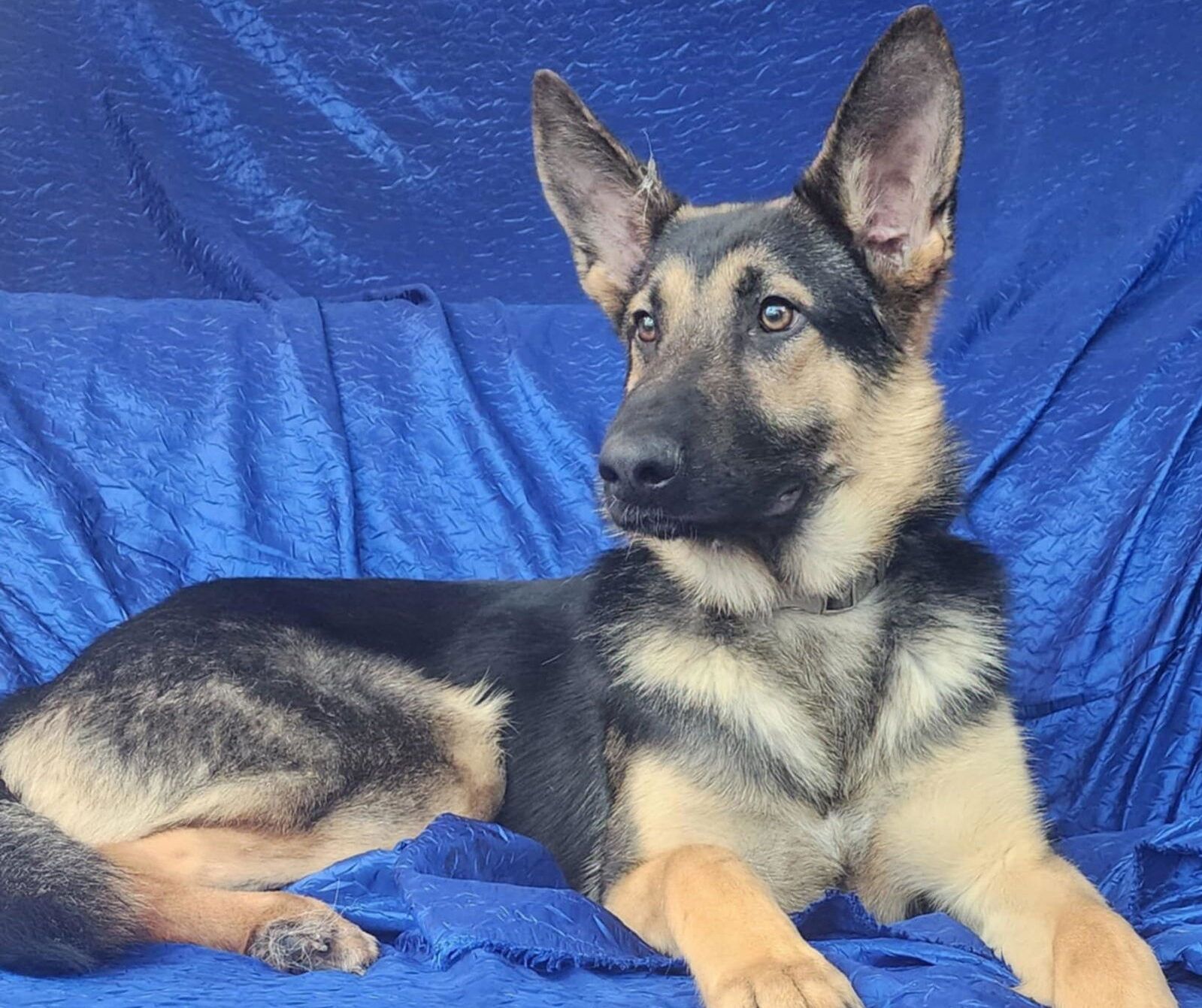 Meet Kevin, Gentle & Well-Mannered German Shepherd Ready for Adoption ...