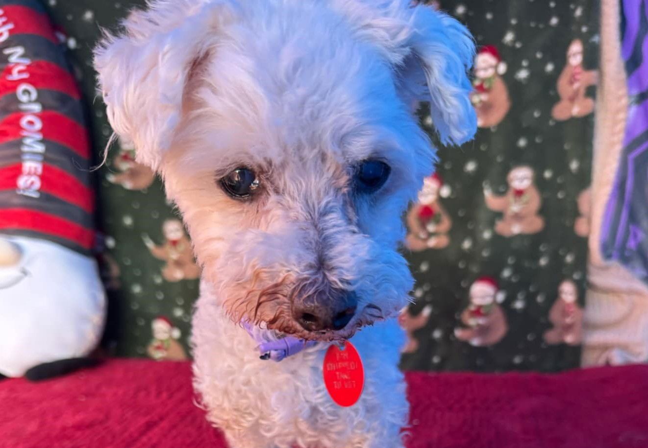 Garland up for Adoption - Rocky Kanaka