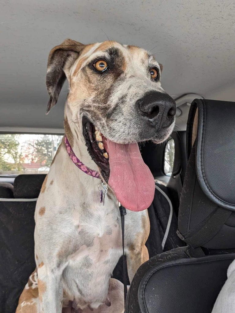 Sadie, a beautiful fawnequin Great Dane, is looking for a new home ...
