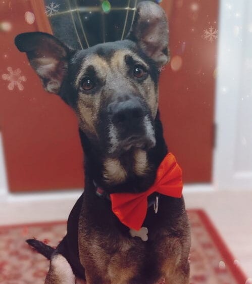 Clyde, Father of 10 Puppies, Now Seeks his Own Home - Rocky Kanaka