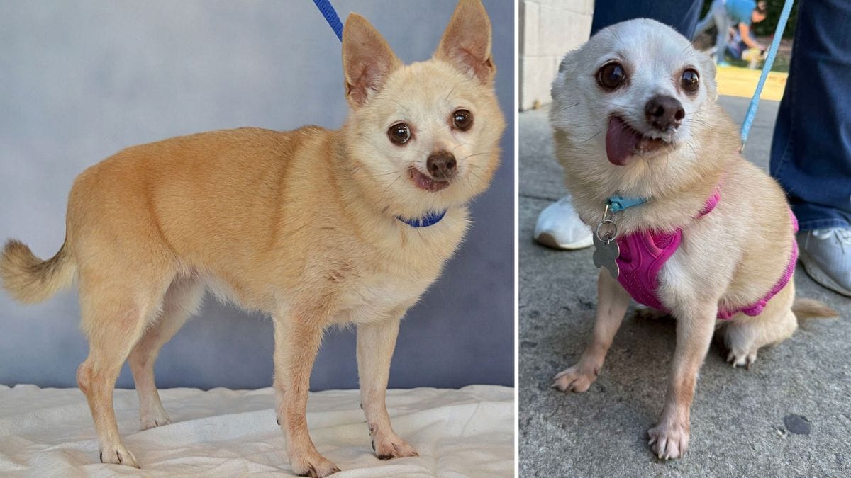 Lil Lady, rescued from a hoarding situation, is now waiting for a ...