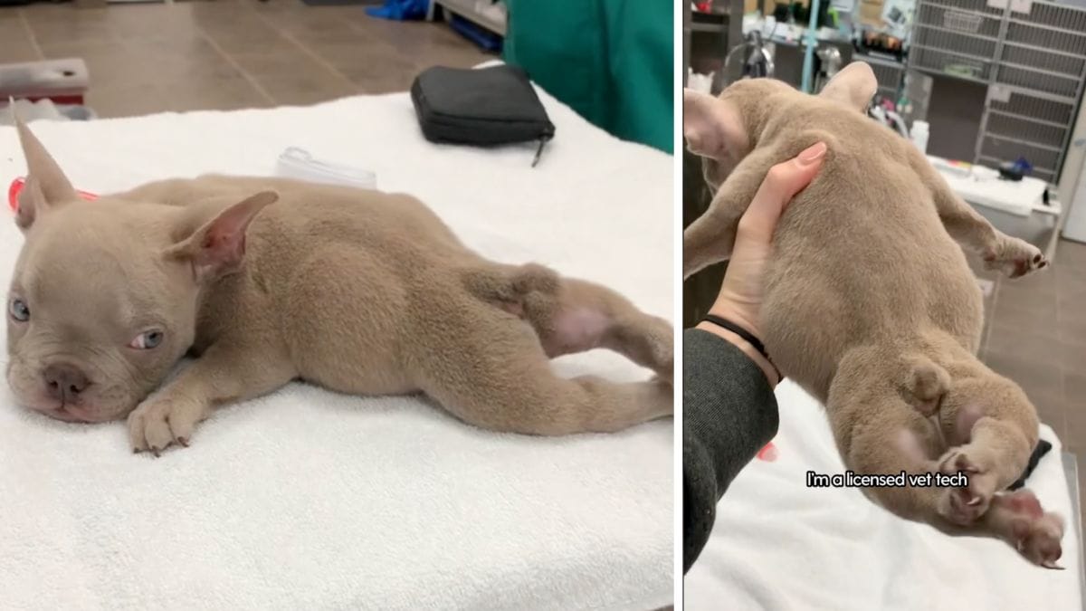 This Frenchie's Legs Were Backward. Learn More About Swimmers Syndrome ...