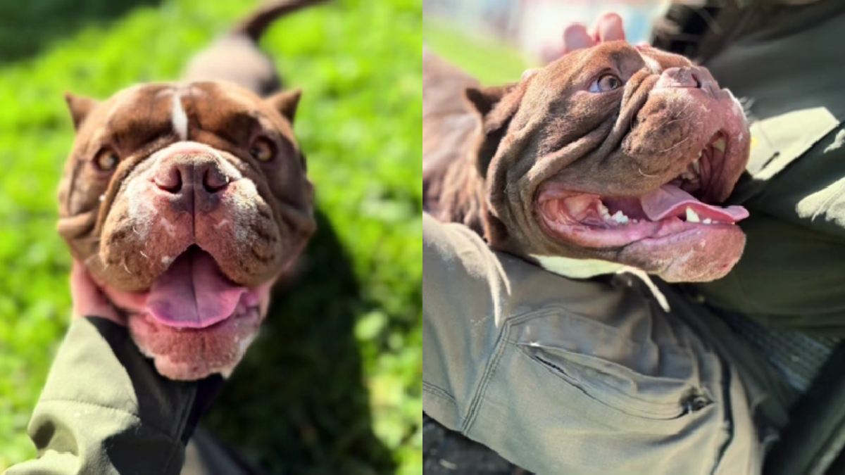 This Shelter Dog's Adorable Wobble Run Hides a Painful Secret—Now He ...
