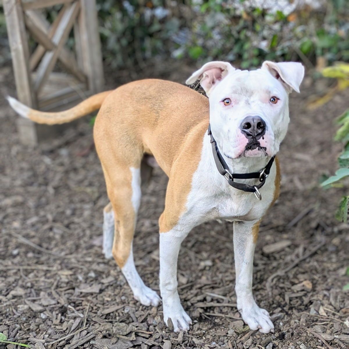 Adopt Bovi: A Playful, Affectionate Pittie Mix Ready to Bring Joy and ...