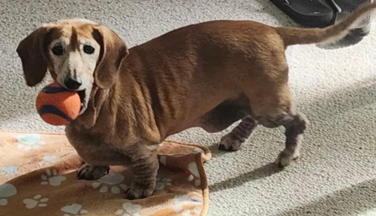 Adopt Nelly: A Sweet Senior Dachshund Who Loves Squeaky Toys and ...