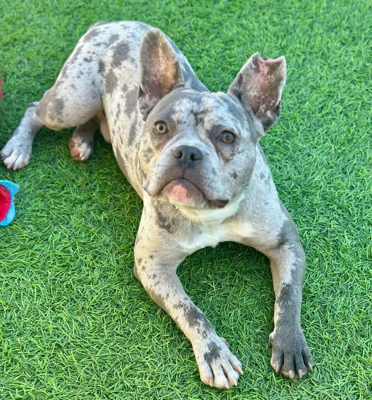 Meet Tippy: A 1-Year-Old Merle Frenchie Mix Bursting with Joy! - Rocky ...