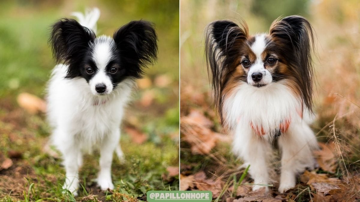 Papillons: The Tiny Dogs with Butterfly Ears and Royal Connections ...