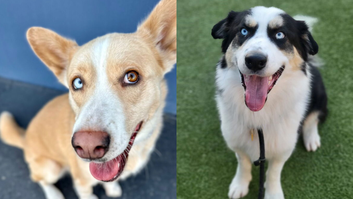 9 Dogs With Smiles That Will Make Your Day - And They're All Looking ...