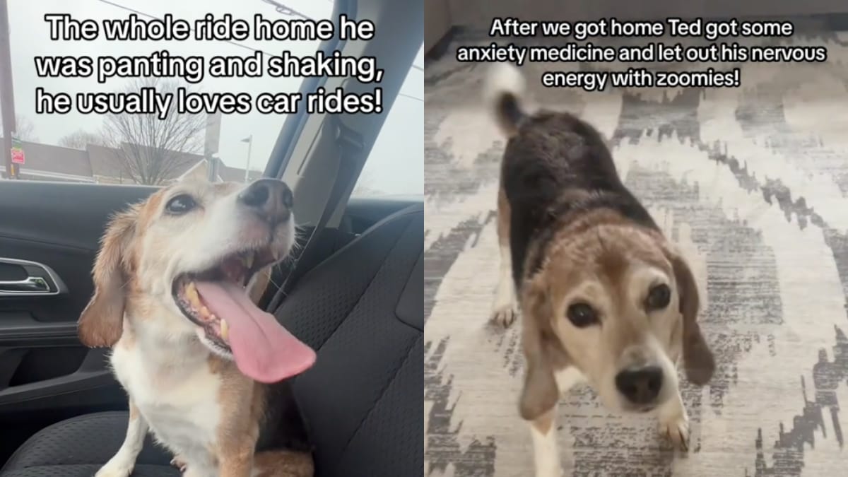 Happy Tears! This Rescued Beagle Spent 5 Years in a Lab—Now He’s ...
