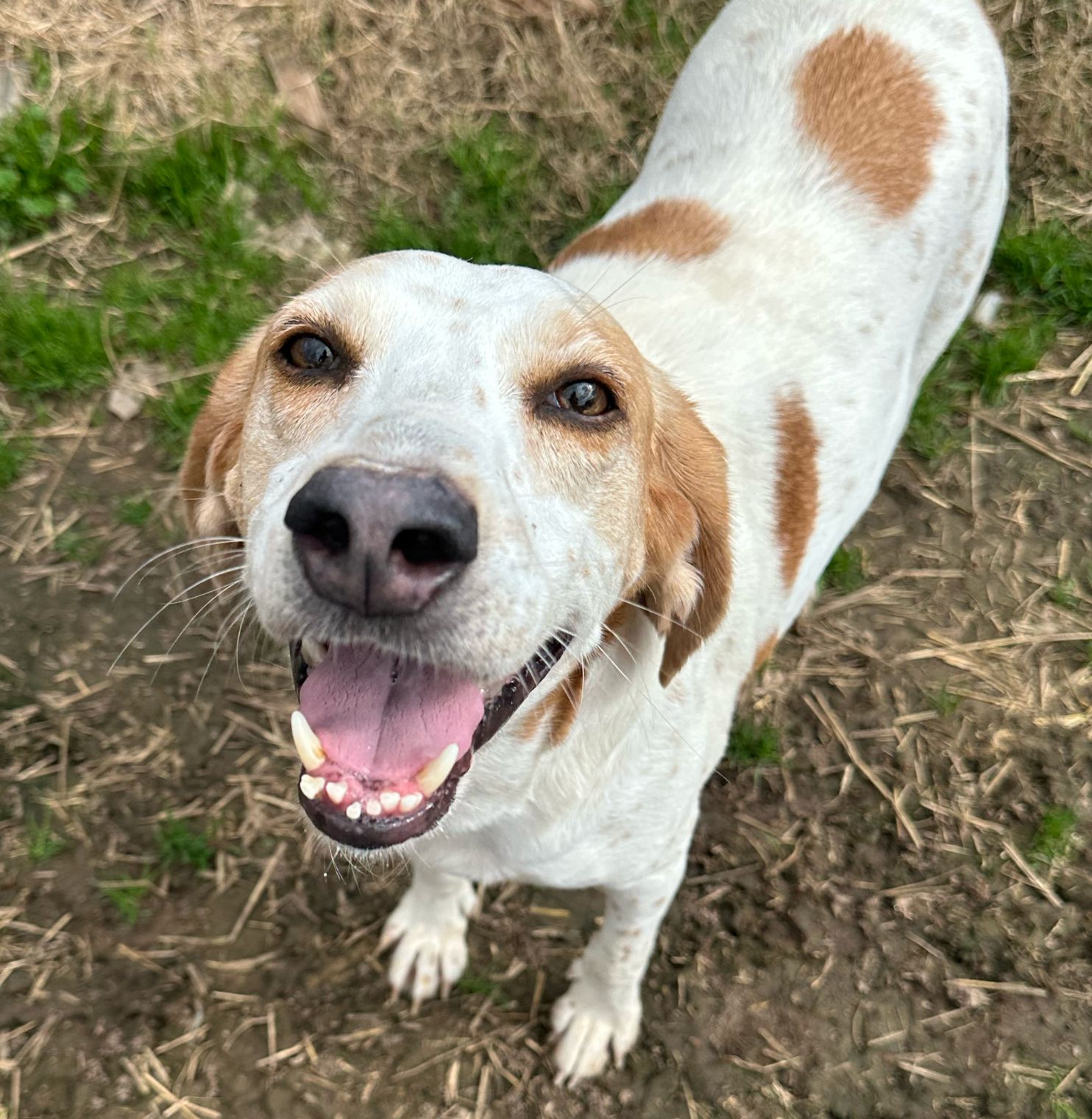 Clyde, the Sweet English Pointer Mix, Needs a Forever Home! 🏡 ️ - Rocky ...