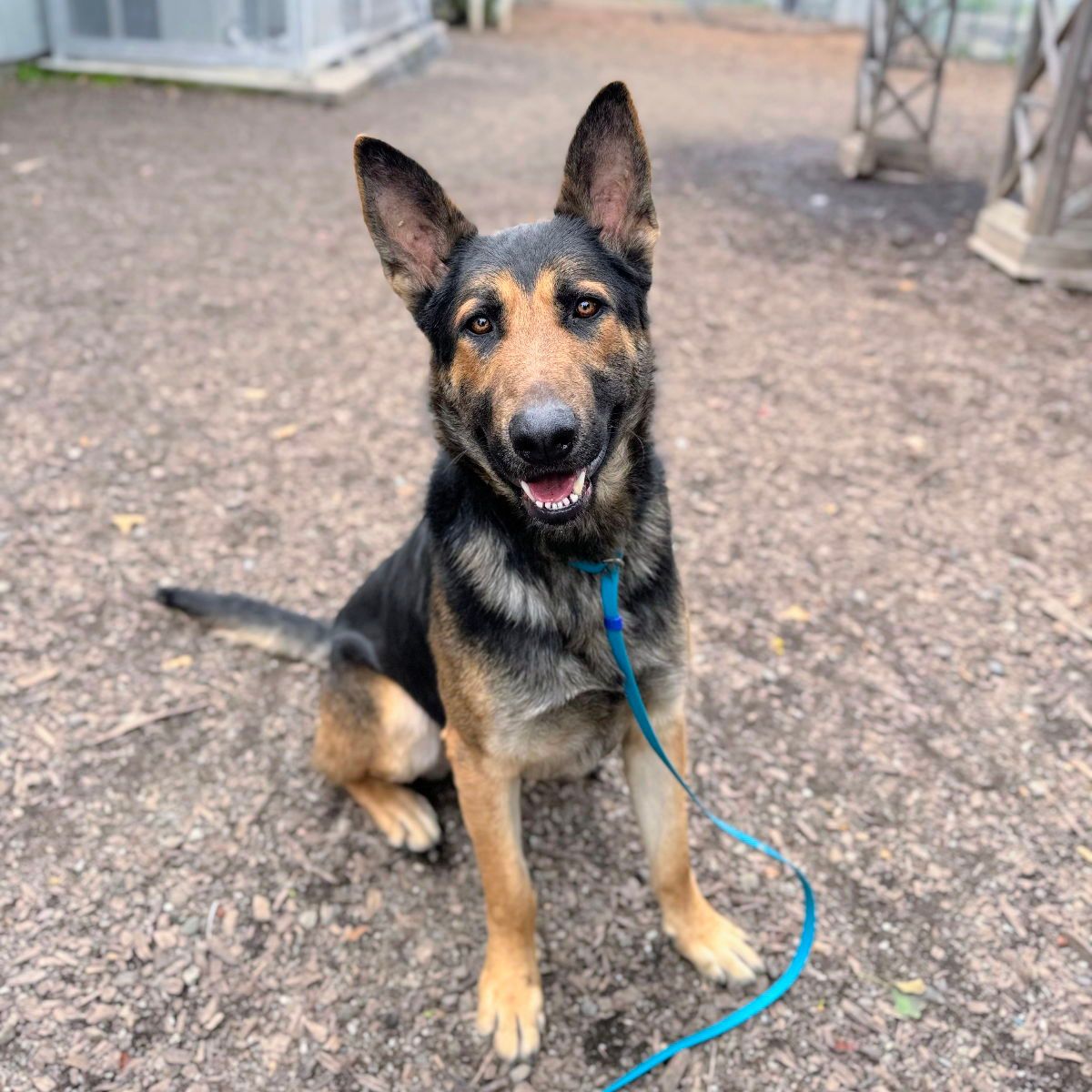 Meet Chappie – A Gentle & Engaging German Shepherd Mix! - Rocky Kanaka