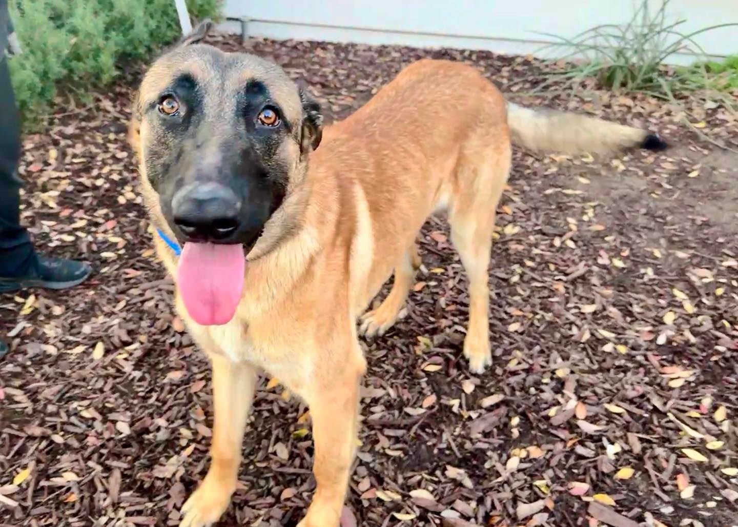 Meet Brock – A Big, Lovable Shepherd Mix Ready for His Forever Home ...