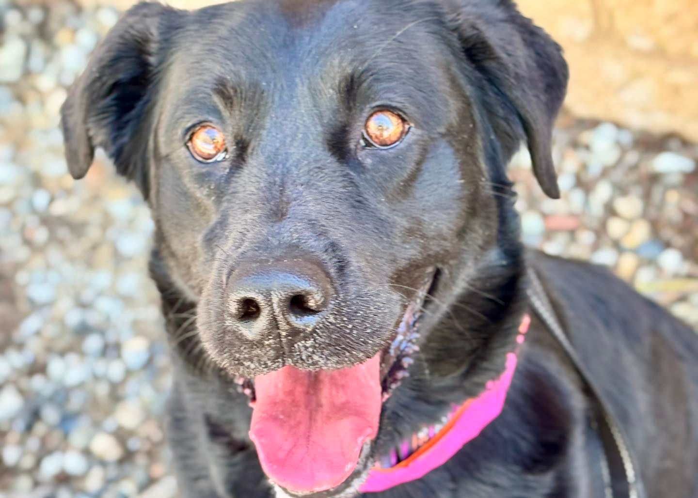 Elvira the Labrador Retriever Was Found as a Stray—Now She’s Ready for a Forever Home! - Rocky ...