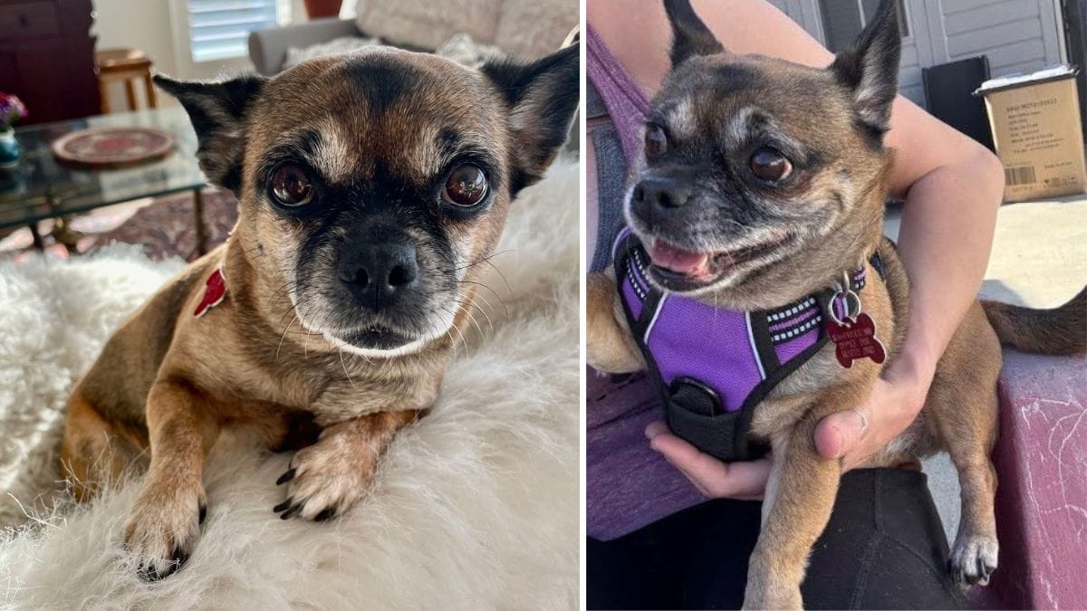 🐾 Maddie the Marvelous Pug Mix is Ready for a New Home. - Rocky Kanaka