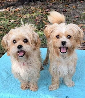 Vincent & Randall: The Adorable Shih Tzu Brothers Who Will Steal Your ...