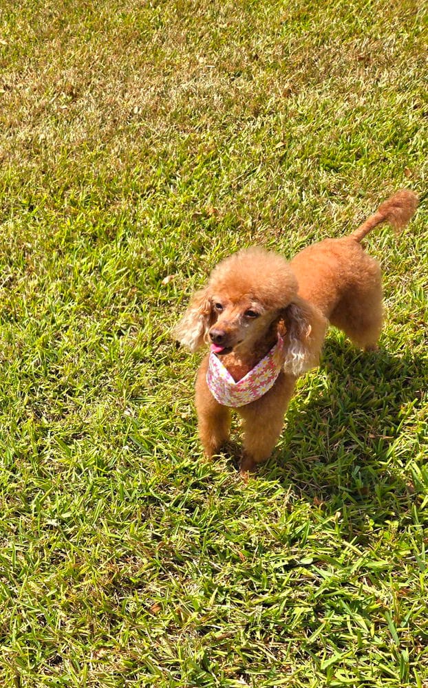 Meet Strawberry – The Spunky Mini Poodle Full of Love! 🍓🐩 - Rocky Kanaka