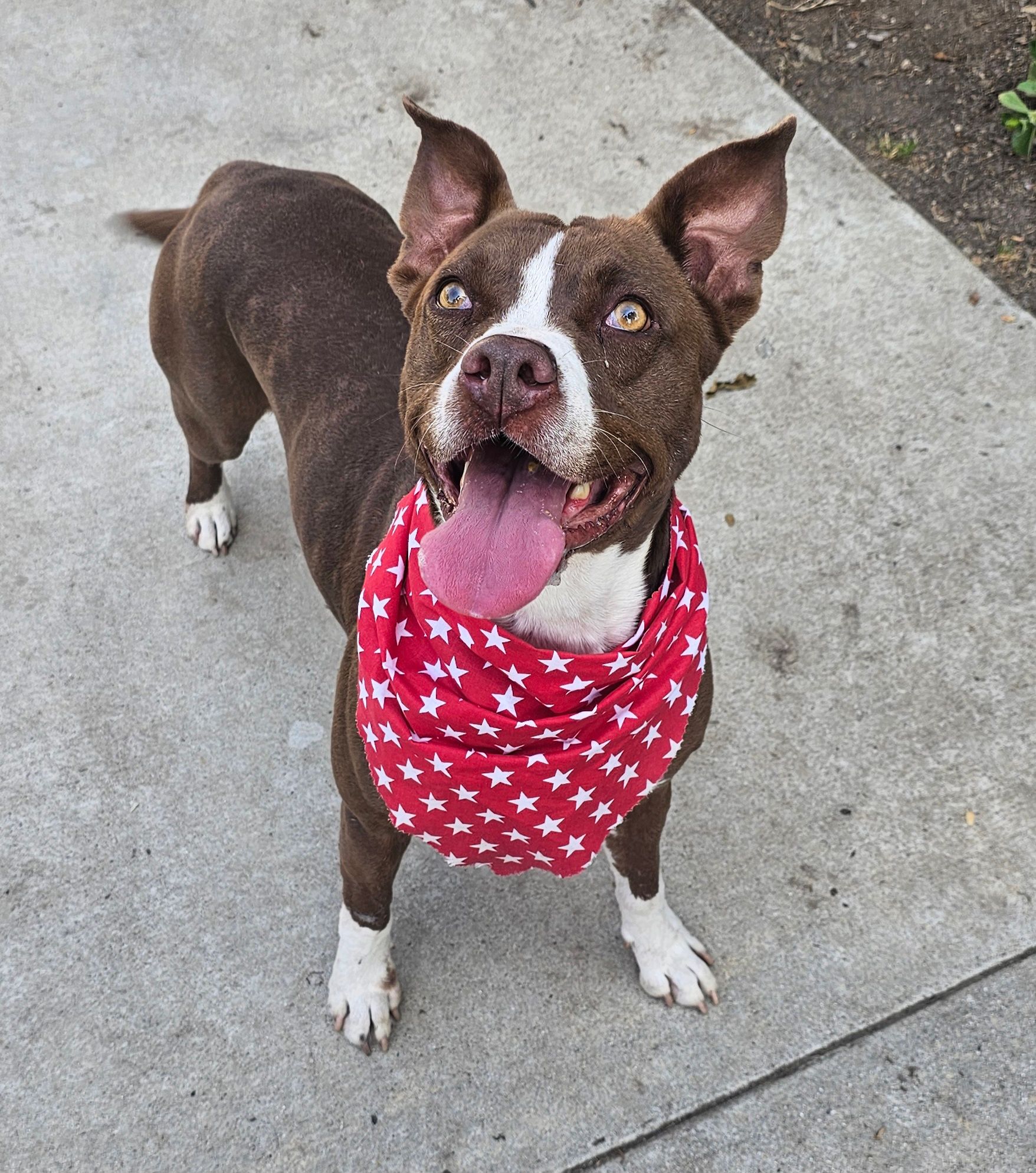 Clara Has Spent Almost Three Years Waiting for a Home—Could She Finally ...