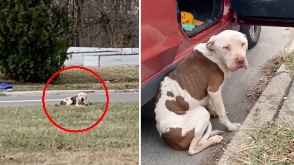 Emaciated Dog Was Eating Roadkill To Survive — Then He Did Something ...